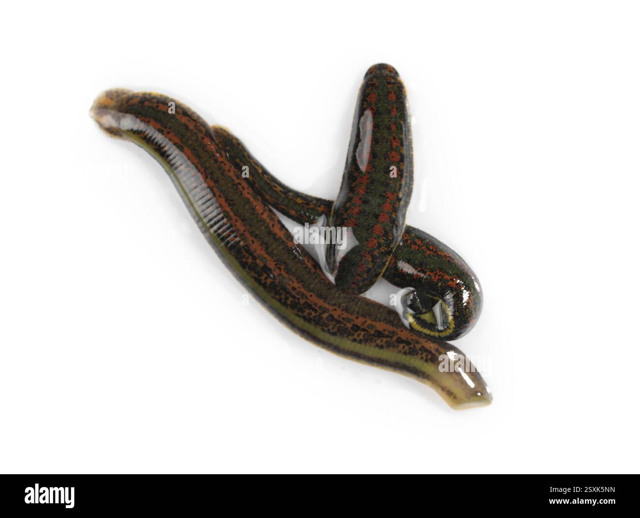 Traditional alternative therapy medicine Cut Out Stock Images ...