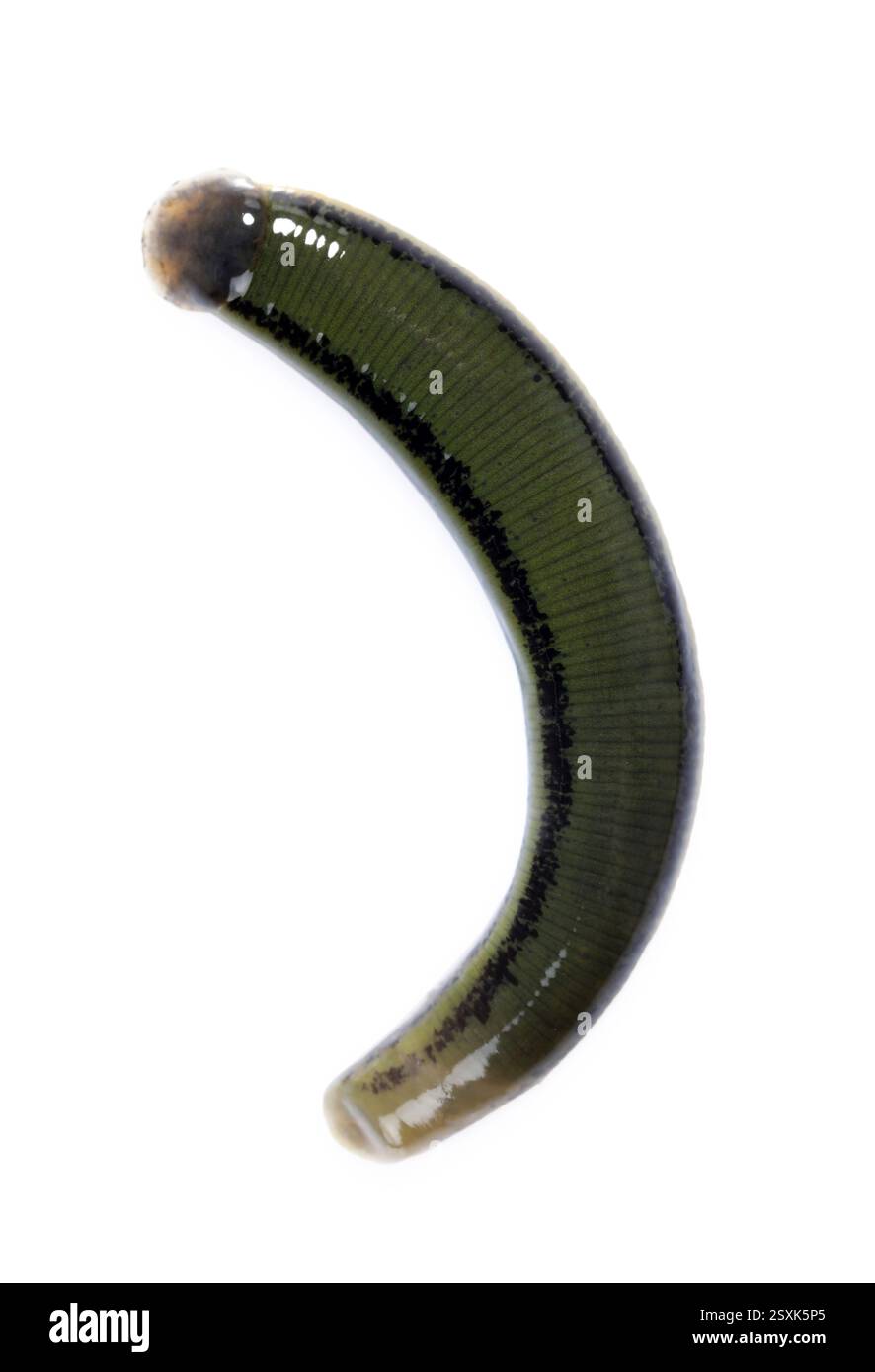 One medicinal leech isolated on white, top view Stock Photo - Alamy