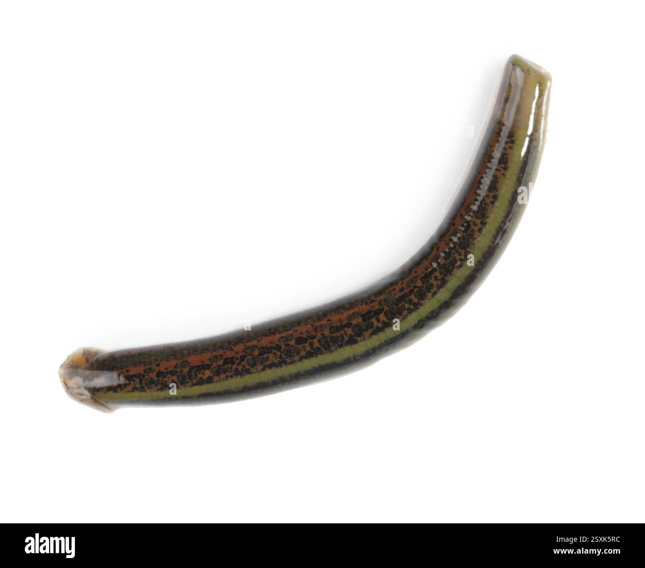 One medicinal leech isolated on white, top view Stock Photo - Alamy