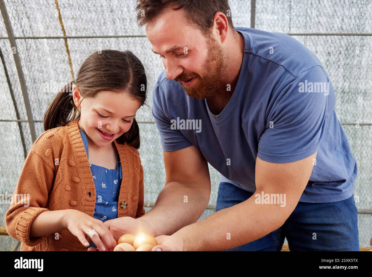 Farm, eggs and child help dad to collect for poultry production, agro ...