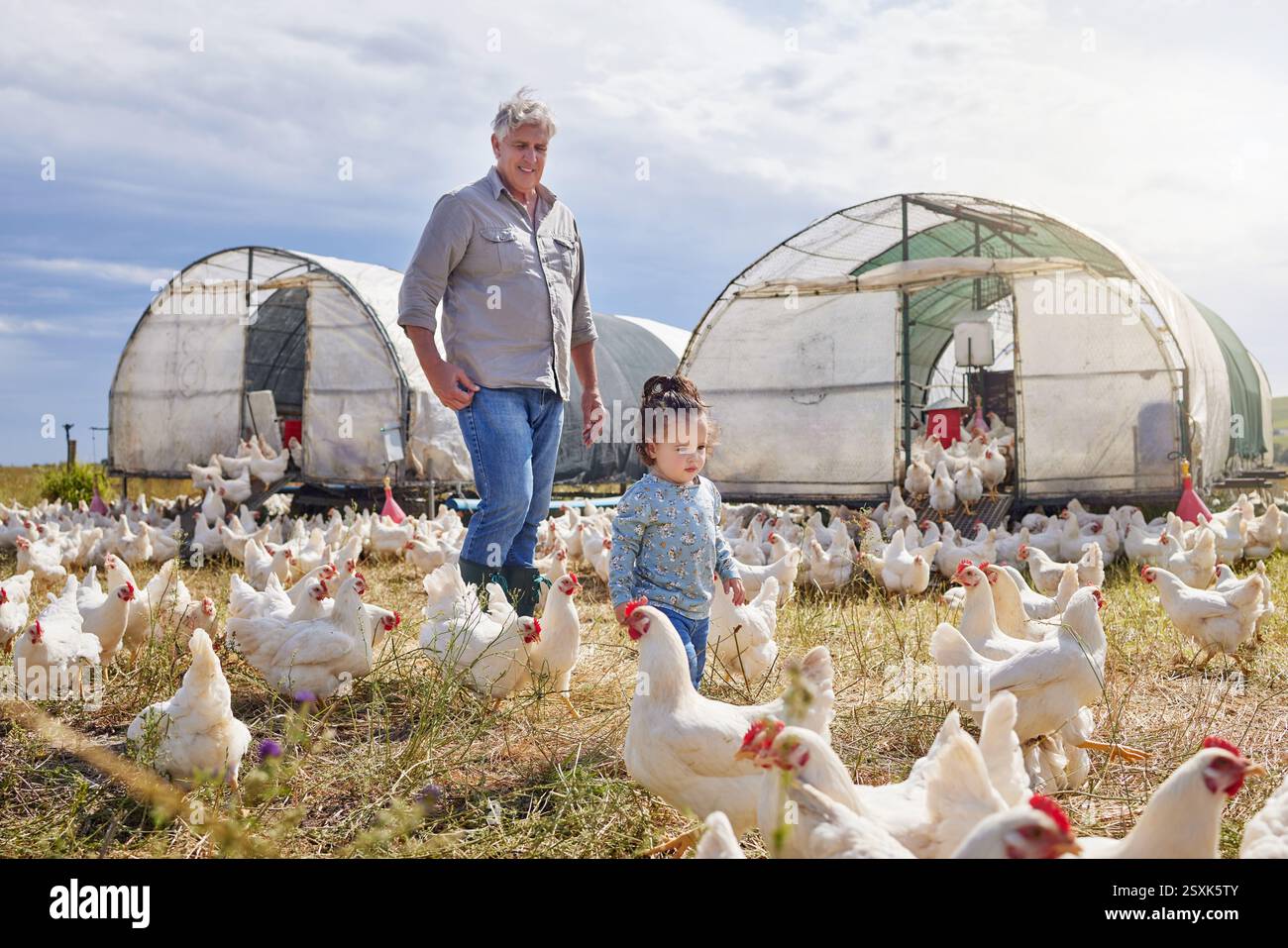 Farm, chicken and grandfather with child in field for sustainability ...