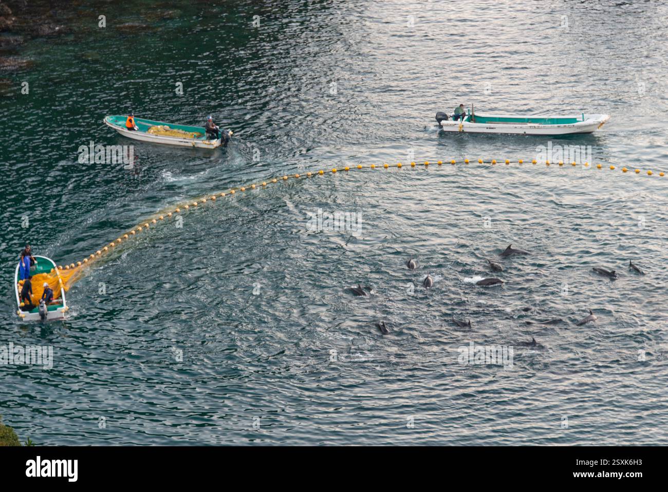 Photo shows the dolphin hunts that take place in Taiji Town, Wakayama ...