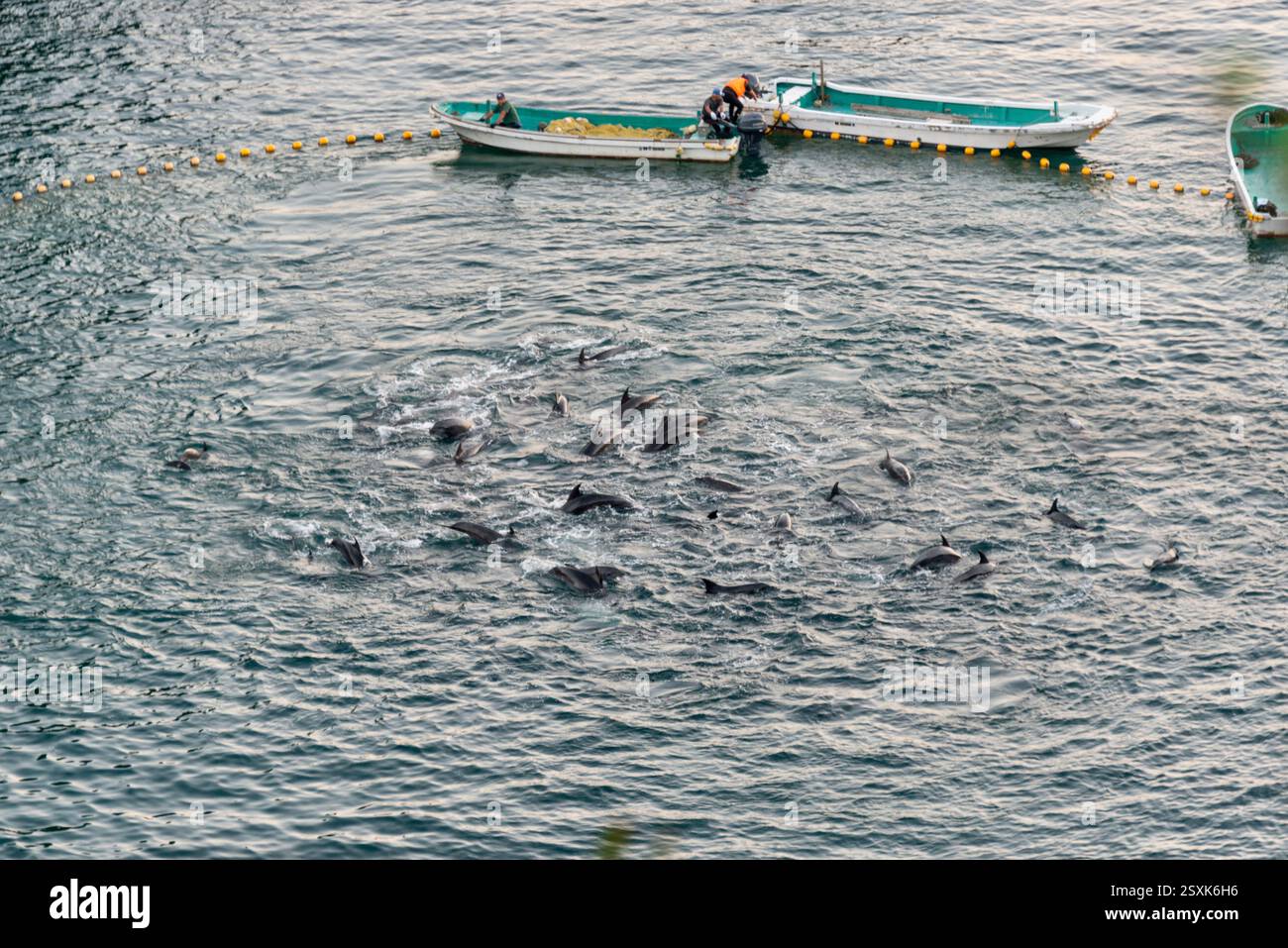 Photo shows the dolphin hunts that take place in Taiji Town, Wakayama ...