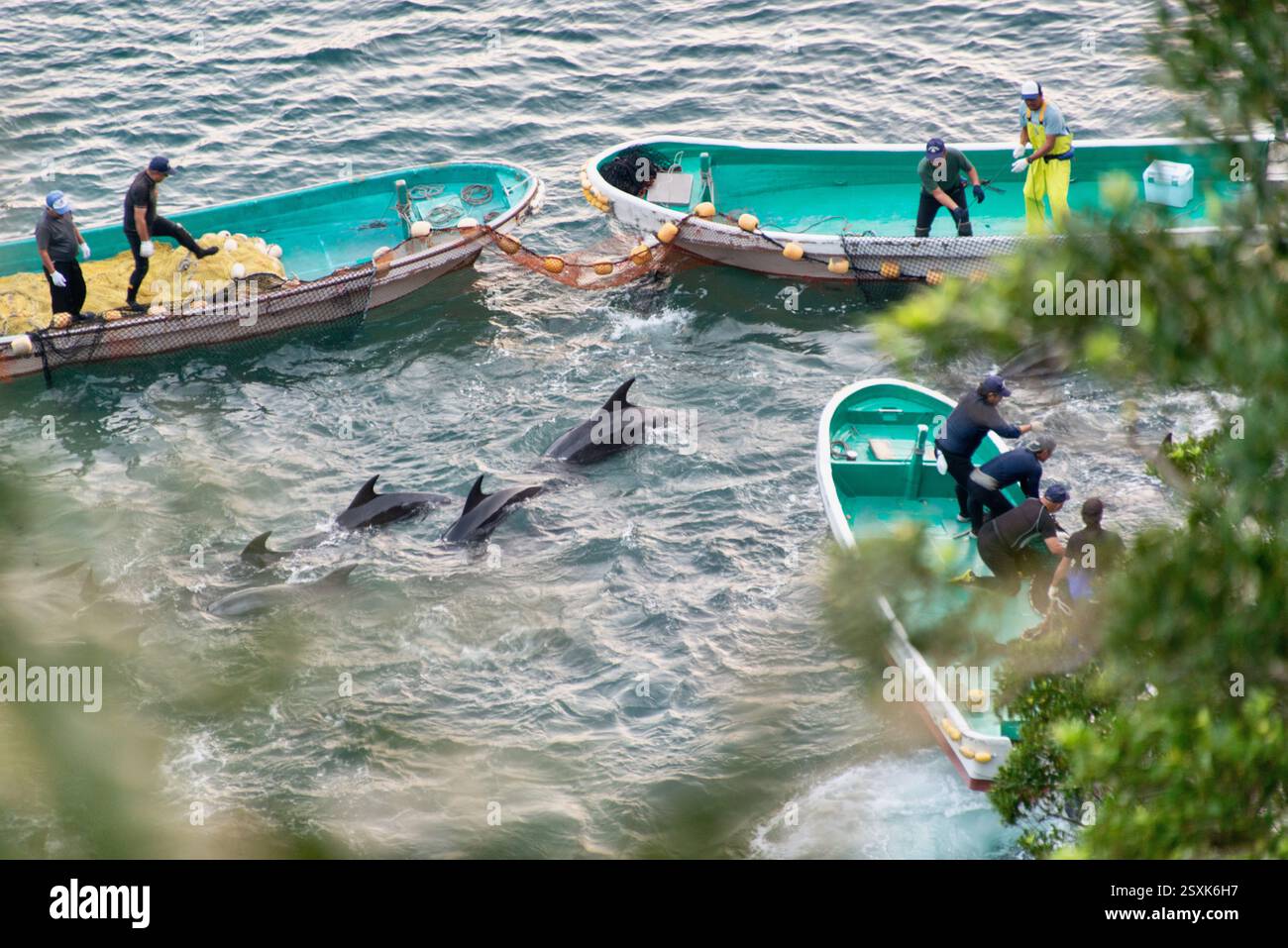 Photo shows the dolphin hunts that take place in Taiji Town, Wakayama ...
