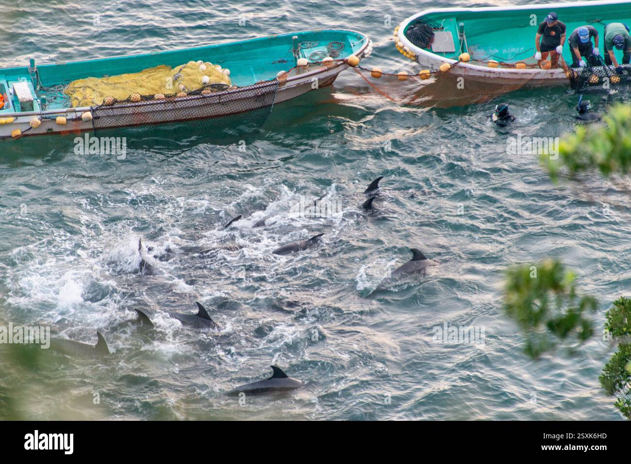 Photo shows the dolphin hunts that take place in Taiji Town, Wakayama ...