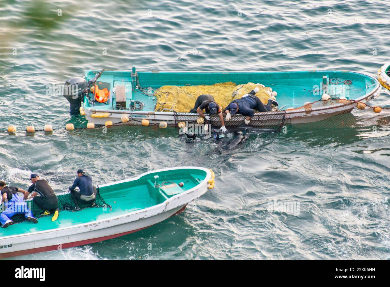 Photo shows the dolphin hunts that take place in Taiji Town, Wakayama ...