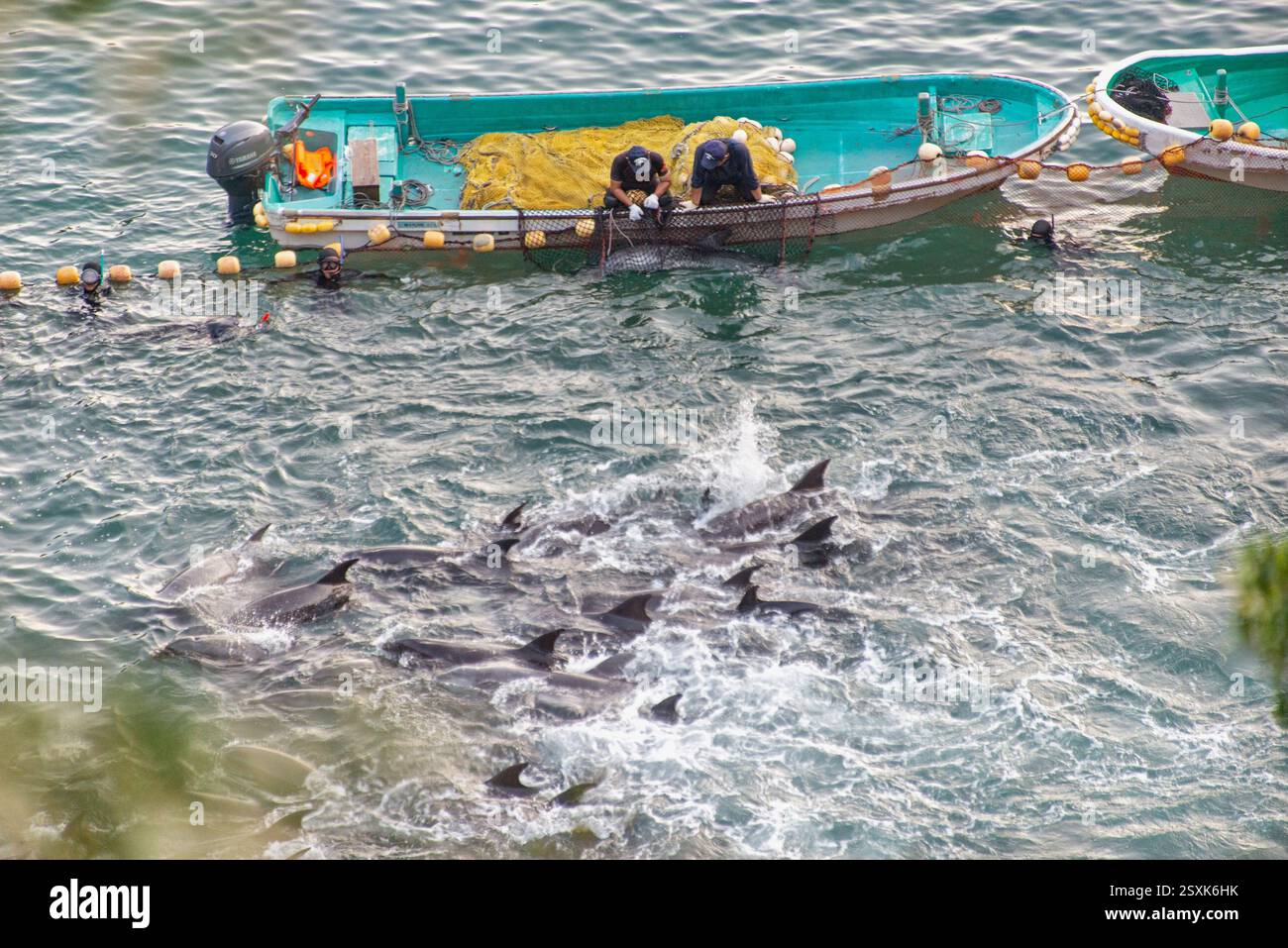 Photo shows the dolphin hunts that take place in Taiji Town, Wakayama ...