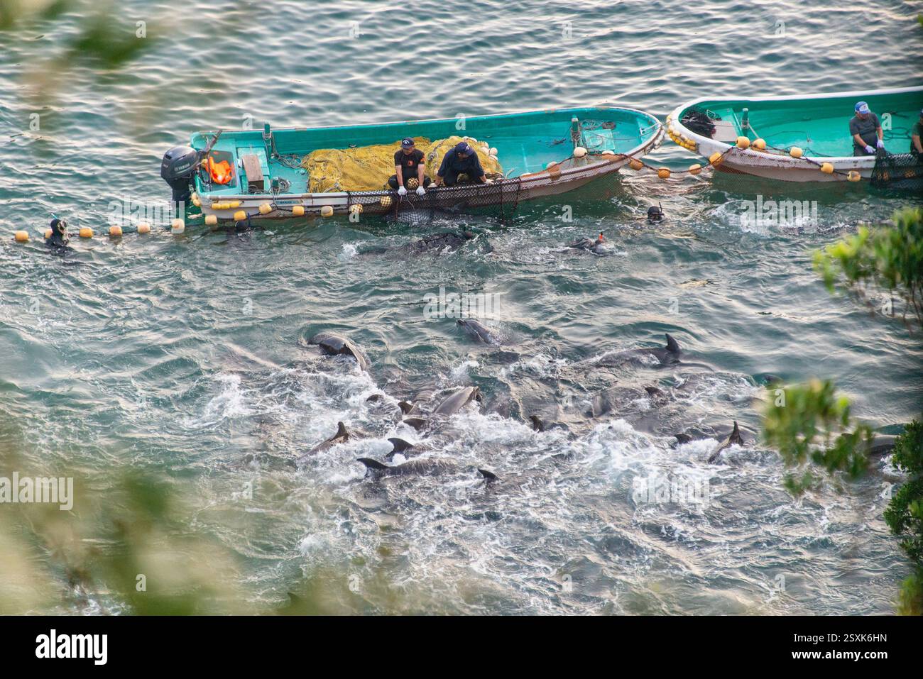 Photo shows the dolphin hunts that take place in Taiji Town, Wakayama ...