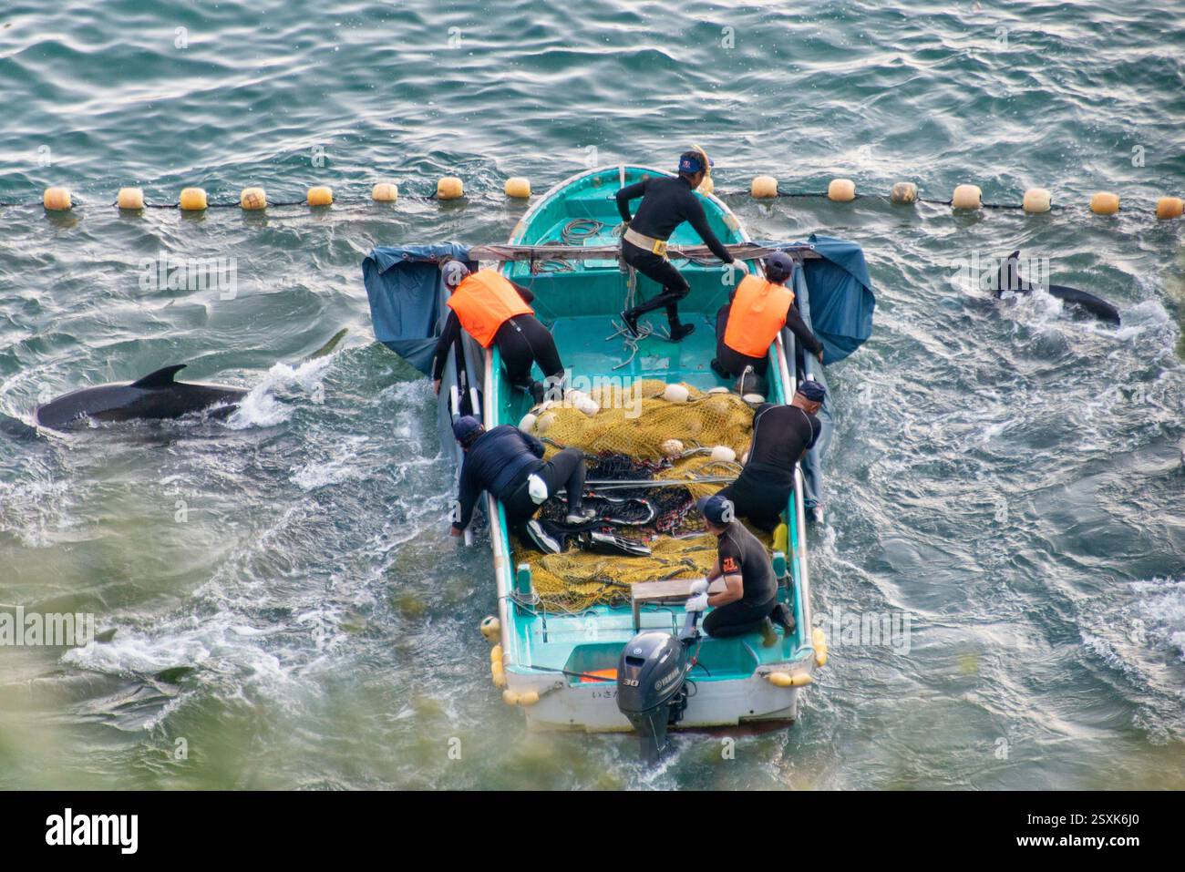 Photo shows the dolphin hunts that take place in Taiji Town, Wakayama ...