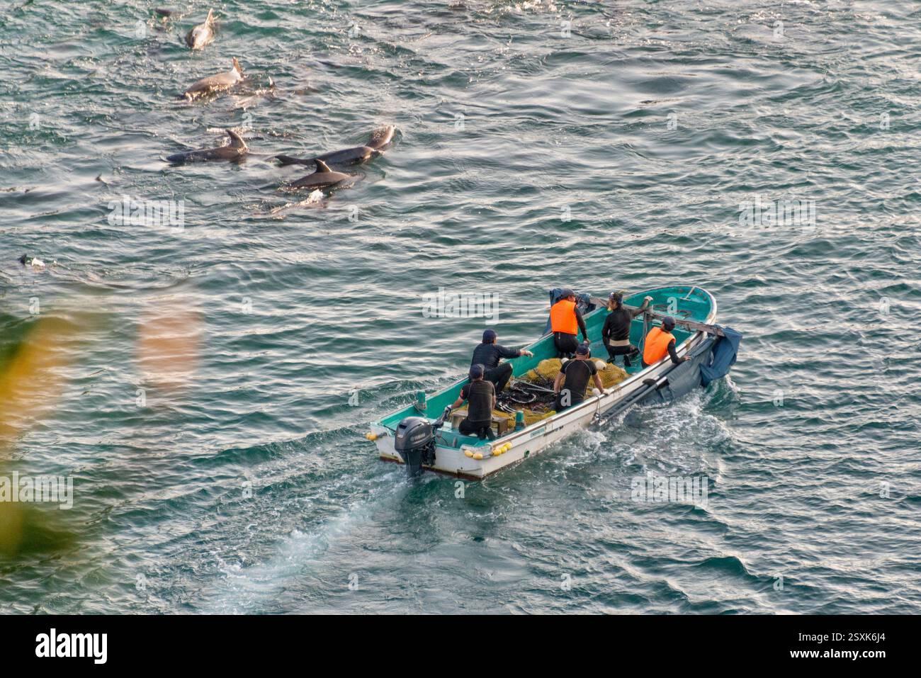 Photo shows the dolphin hunts that take place in Taiji Town, Wakayama ...