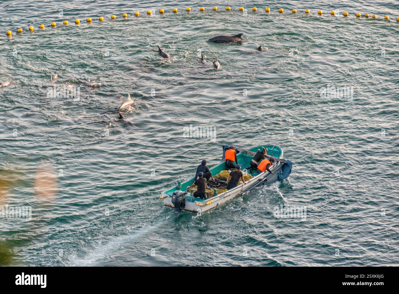 Photo shows the dolphin hunts that take place in Taiji Town, Wakayama ...