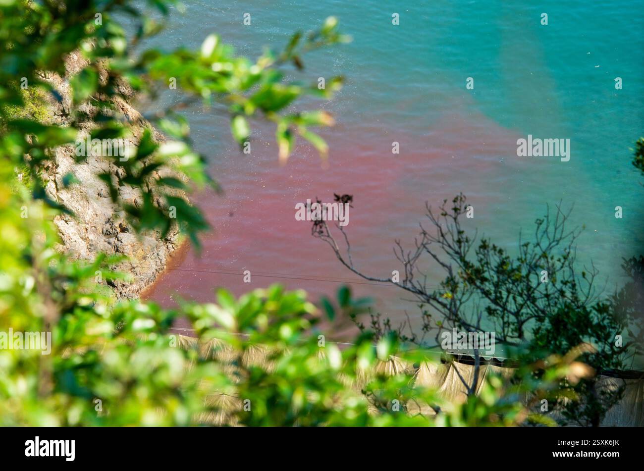 Photo shows the dolphin hunts that take place in Taiji Town, Wakayama ...