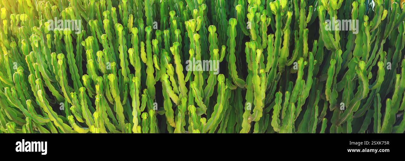 Cactus texture. Nature background. Horizontal banner Stock Photo - Alamy