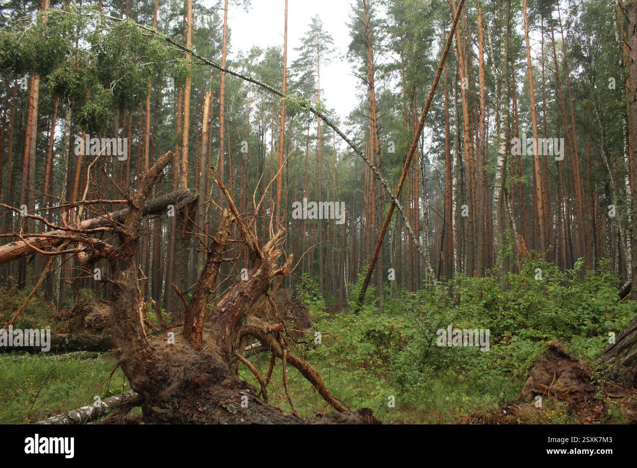 fallen trees broken in the forest. Aftermath of the storm Stock Photo ...
