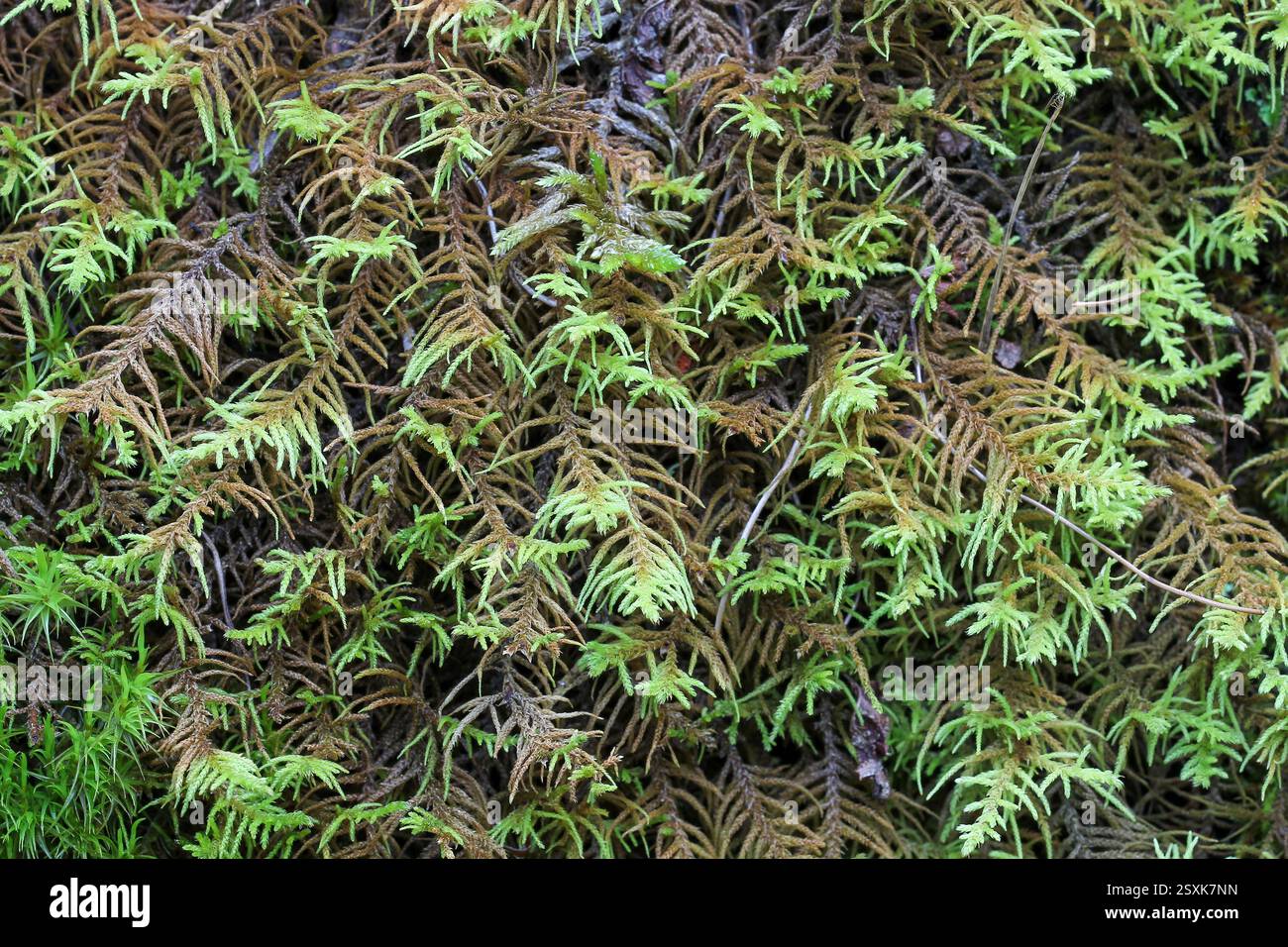 Havusammal hi-res stock photography and images - Alamy