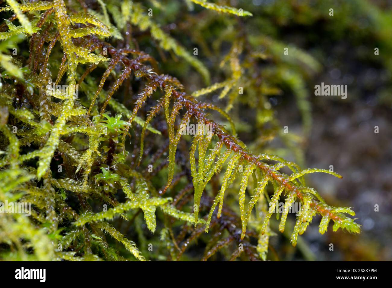 Abietinella abietina, the fir tamarisk-moss, on a limestone-effect rock ...