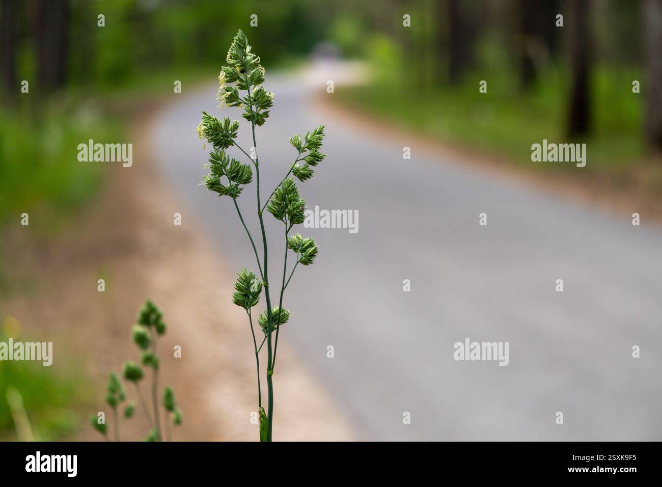 A close-up of a blurred background with a winding road in a wooded area ...