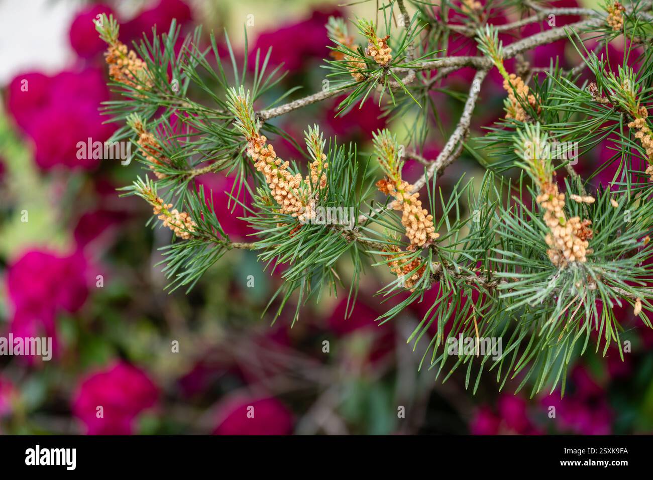 Flowering pine buds against a blurred background with bright red ...