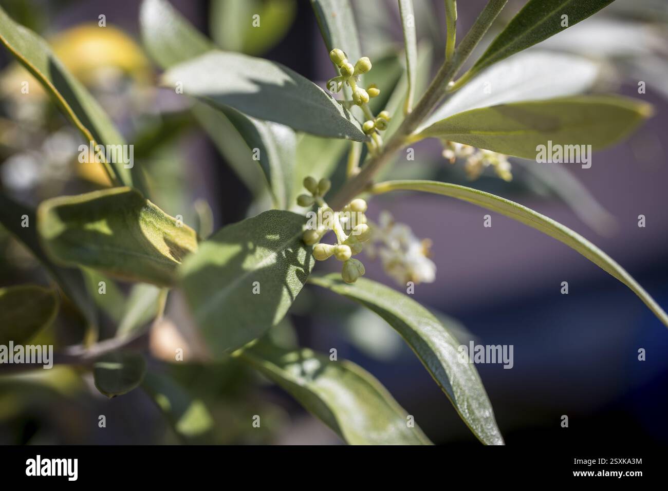 Flower buds on an olive tree (Olea europaea Stock Photo - Alamy