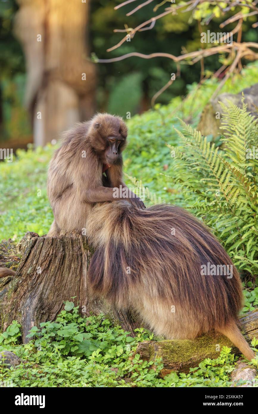 A male and a female Gelada (Theropithecus gelada), or bleeding-heart ...