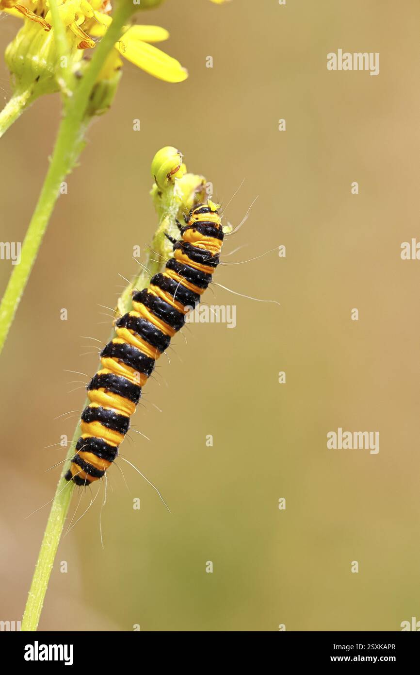 St. Jacob's weed bear or blood bear (Tyria jacobaeae), butterfly ...