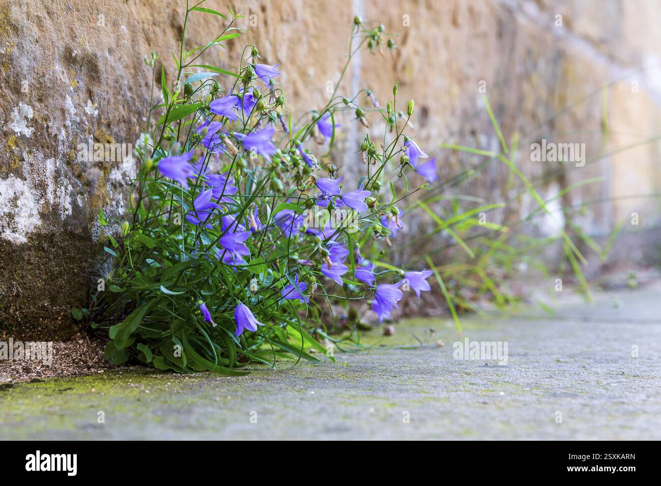 Wallflower, bellflower (Campanula) growing in a crack in a wall ...