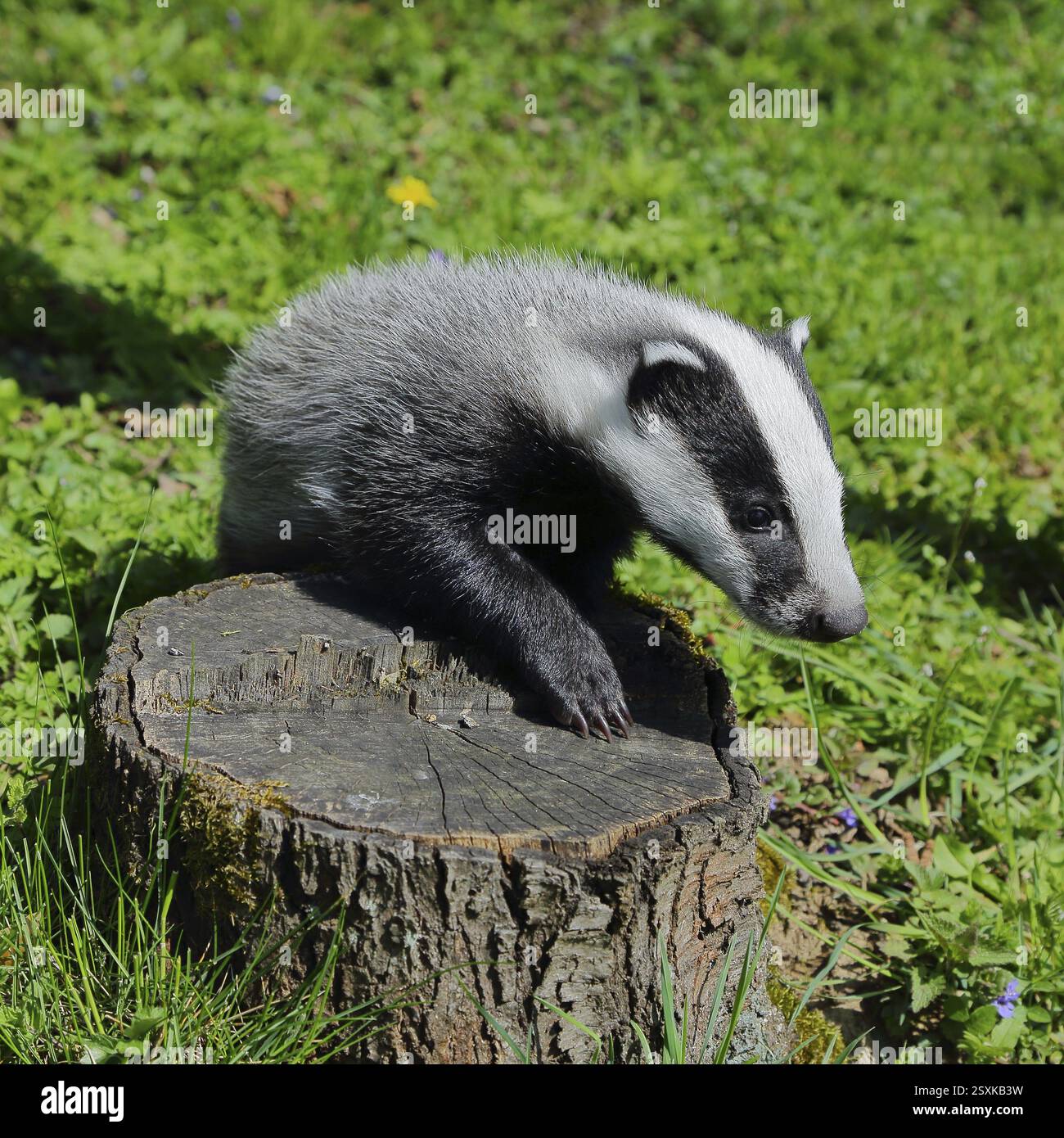 European badger (Meles meles), young animal sitting on a tree stump ...