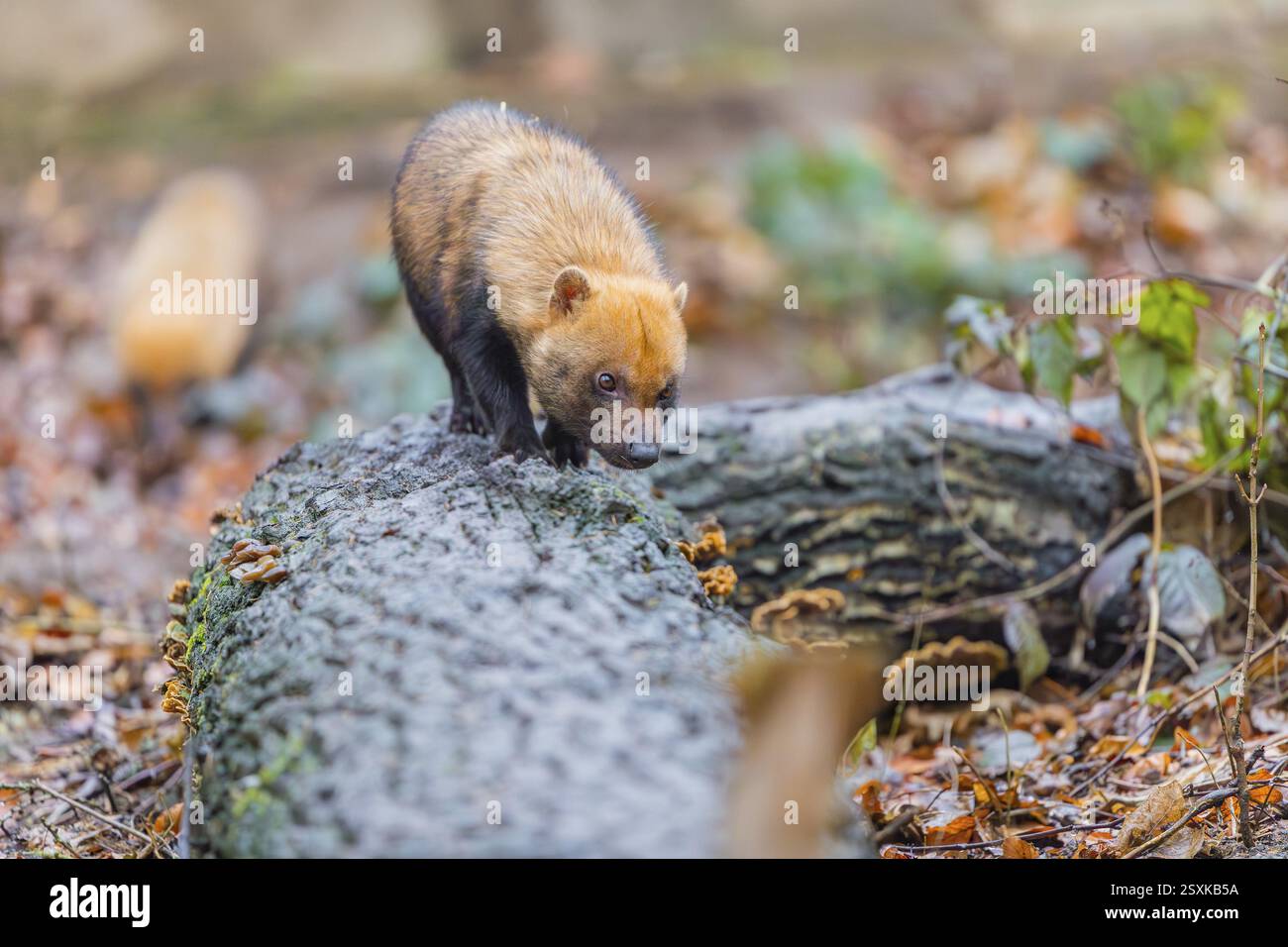 One Bush dog (Speothos venaticus) walking thru deforested area with ...