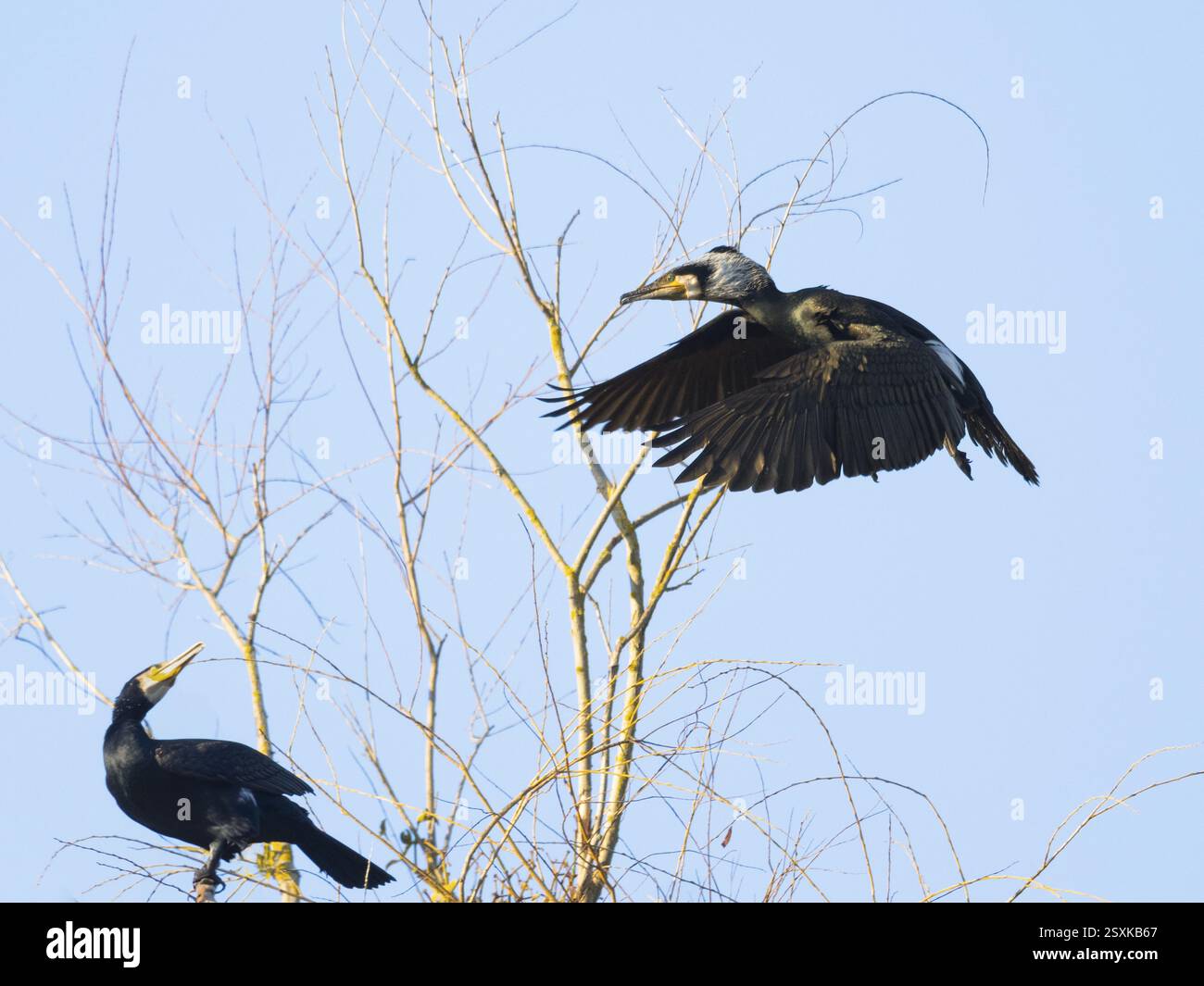 Great Cormorants (Phalacrocorax carbo), one in flight and in breeding ...