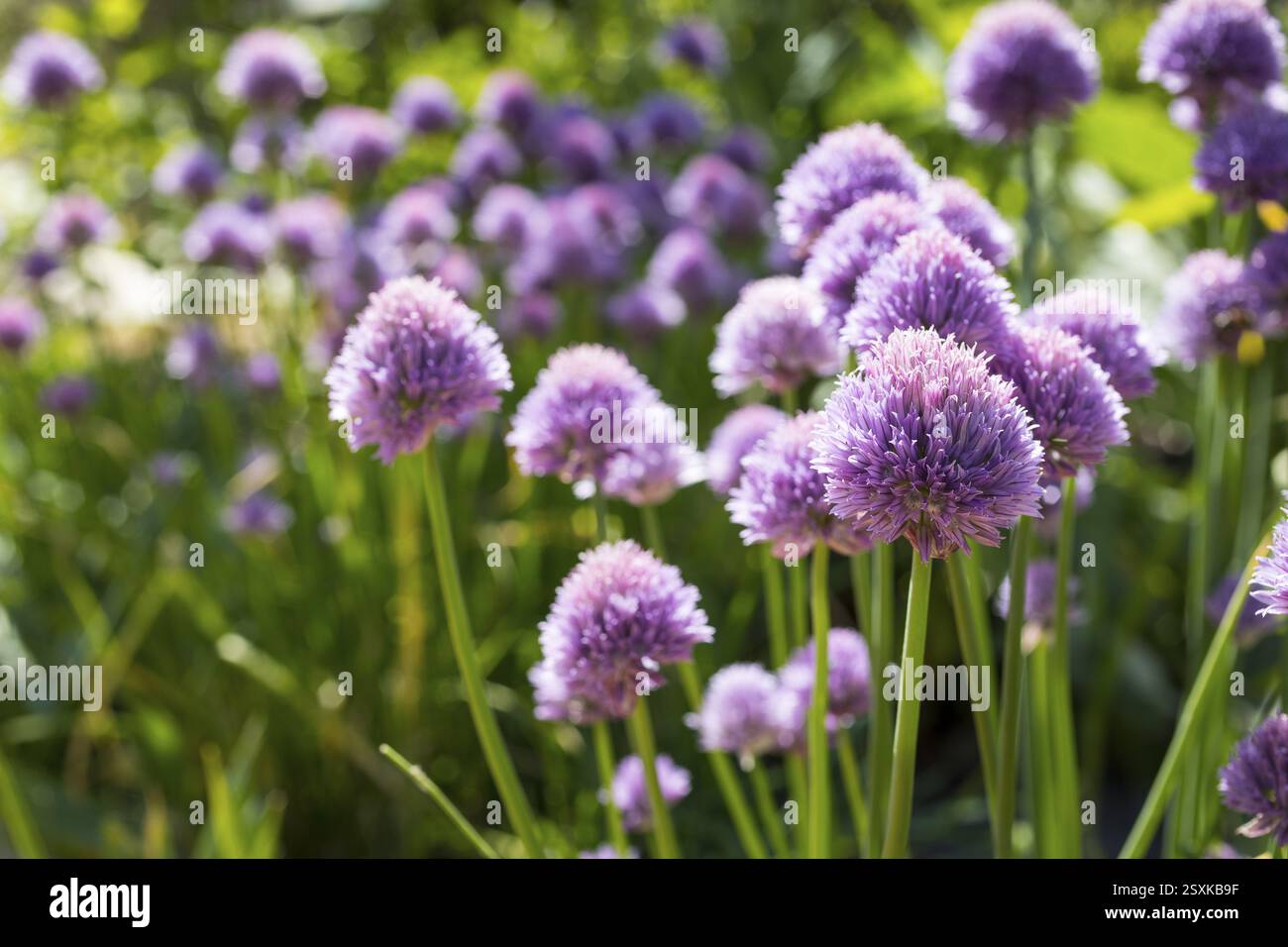 Purple flowers of chives (Allium schoenoprasum) in the garden Stock ...