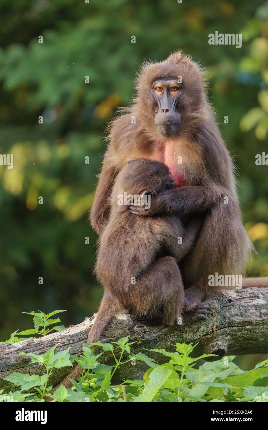 A female Gelada (Theropithecus gelada), or bleeding-heart monkey sits ...
