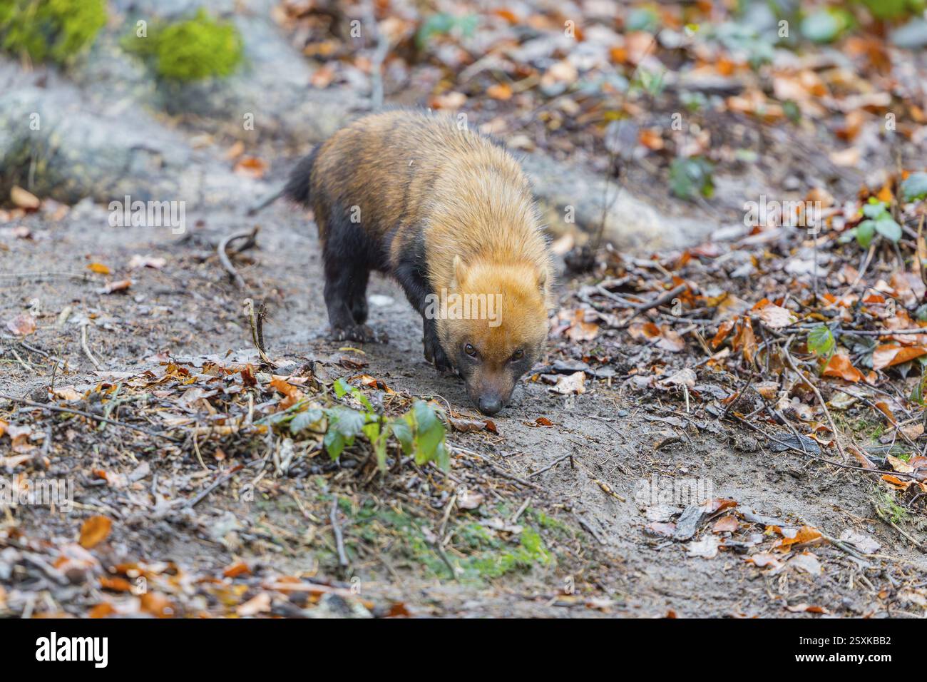 One Bush dog (Speothos venaticus) walking thru deforested area with ...