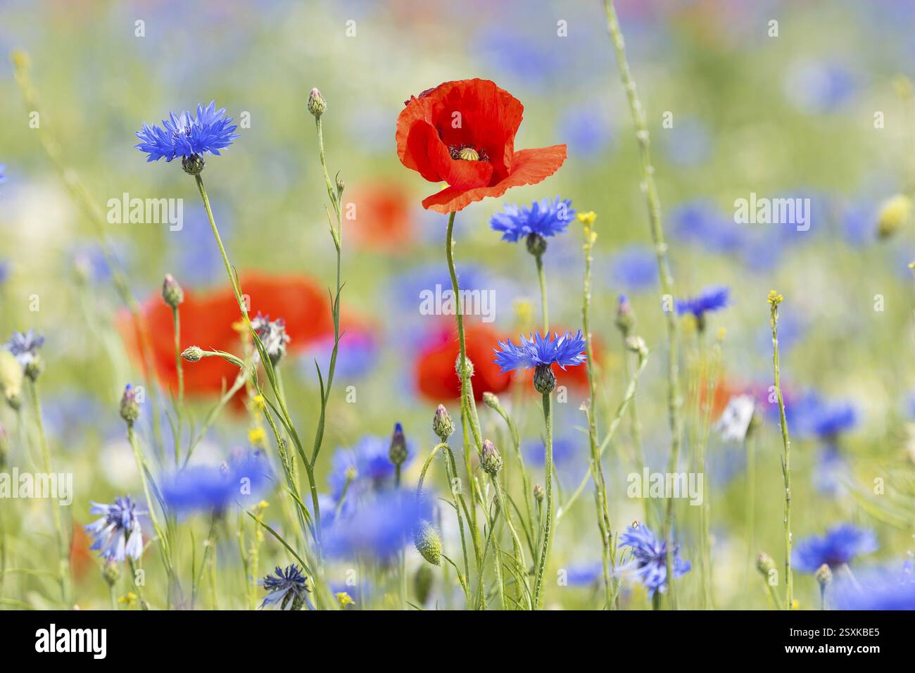 Single poppy flowers (papaver) blooming between cornflowers (Centaurea ...