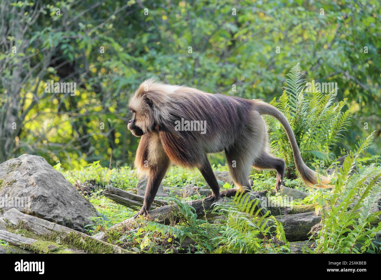 An adult male gelada (Theropithecus gelada), or bloodheart monkey, runs ...