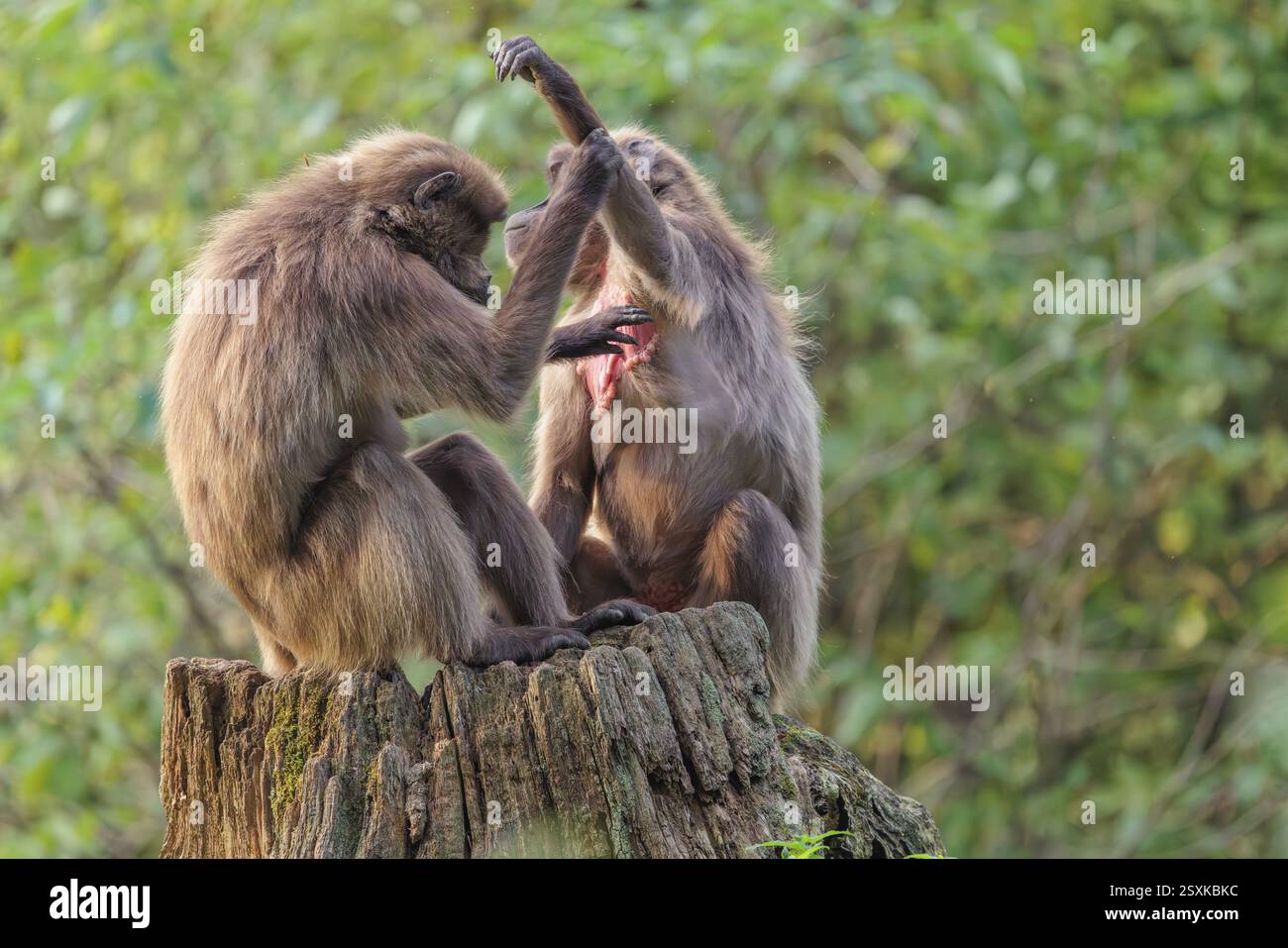 Two female Gelada (Theropithecus gelada), or bleeding-heart monkey sit ...
