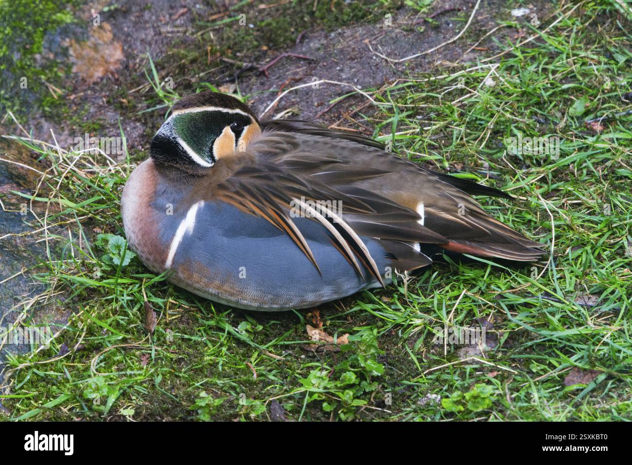 Eurasian teal and baikal teal hi-res stock photography and images - Alamy