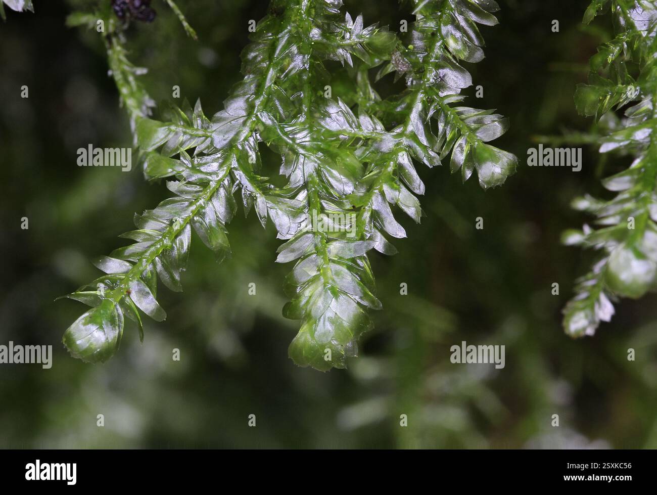 Alleniella complanata, the flat Neckera, the moist shoots of Alleniella ...