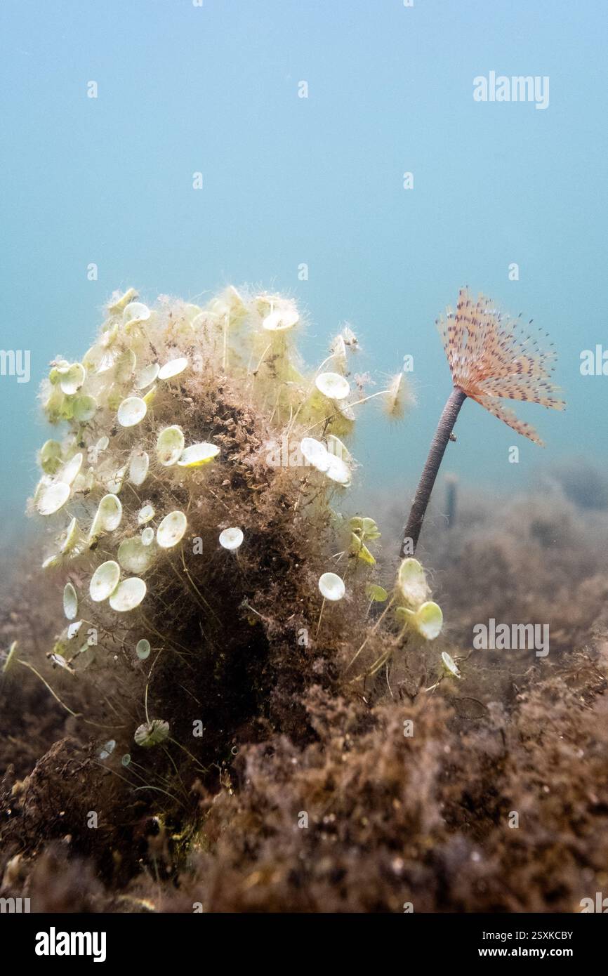 Underwater photography of a Pinna nobilis known by the common names ...