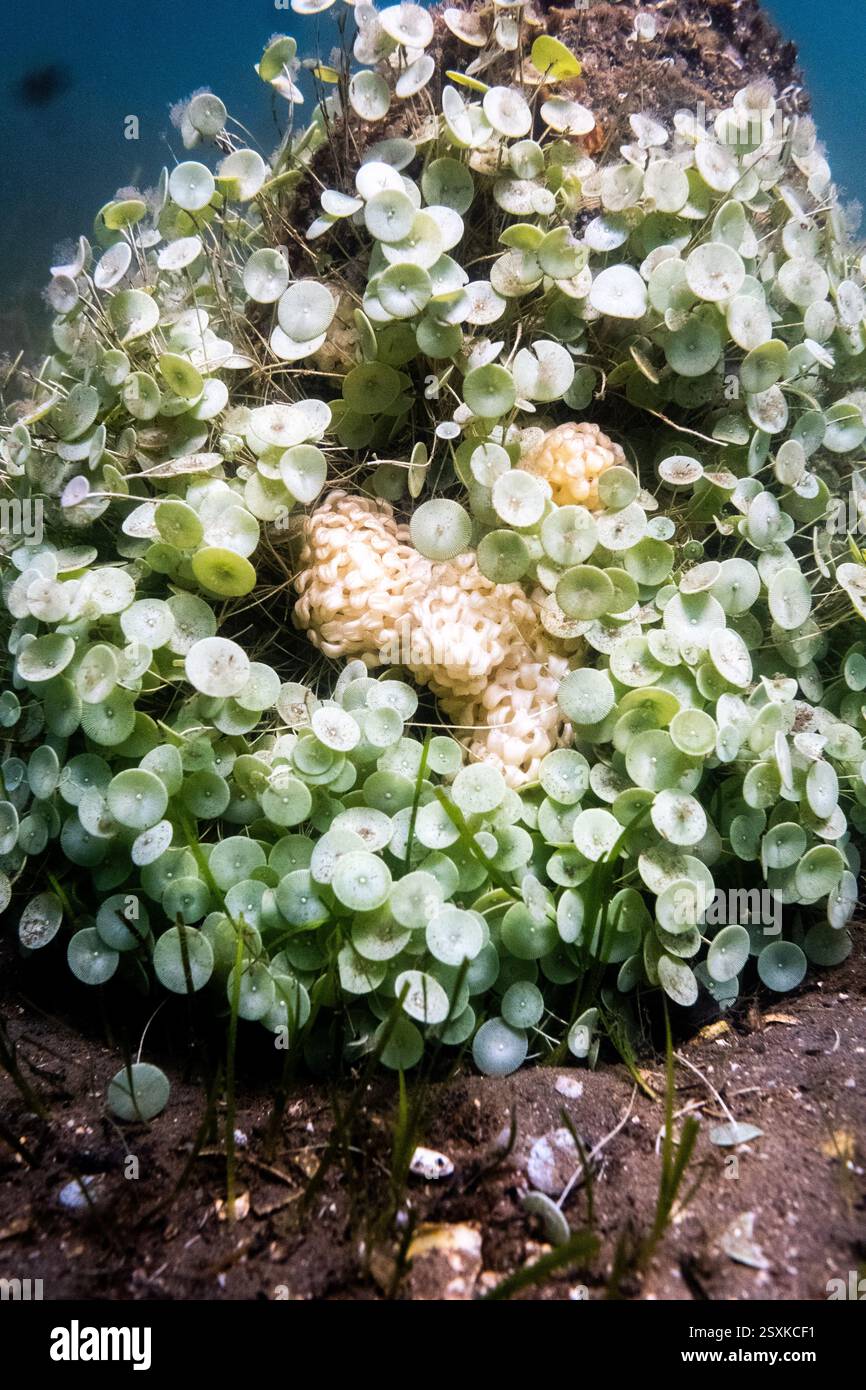 Underwater photography of a Pinna nobilis known by the common names ...