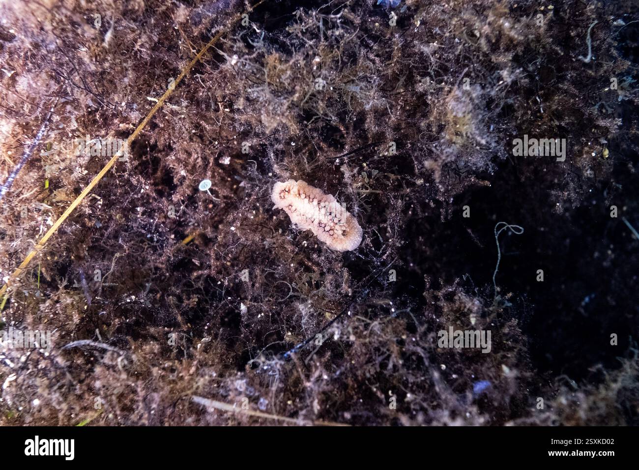 Underwater photography of a sea slug known by the common name crested ...