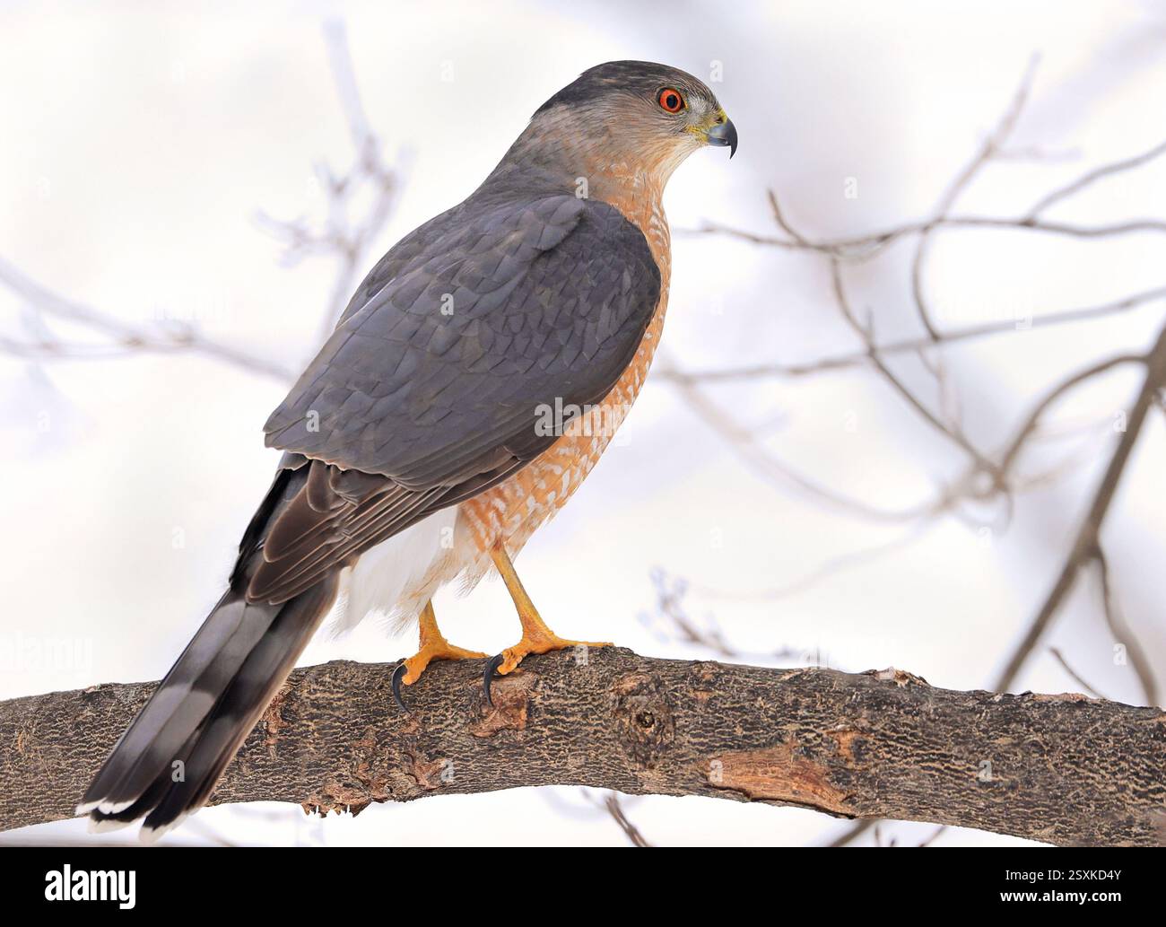 Cooper's hawk sitting on a tree branch in the forest, Quebec, Canada ...