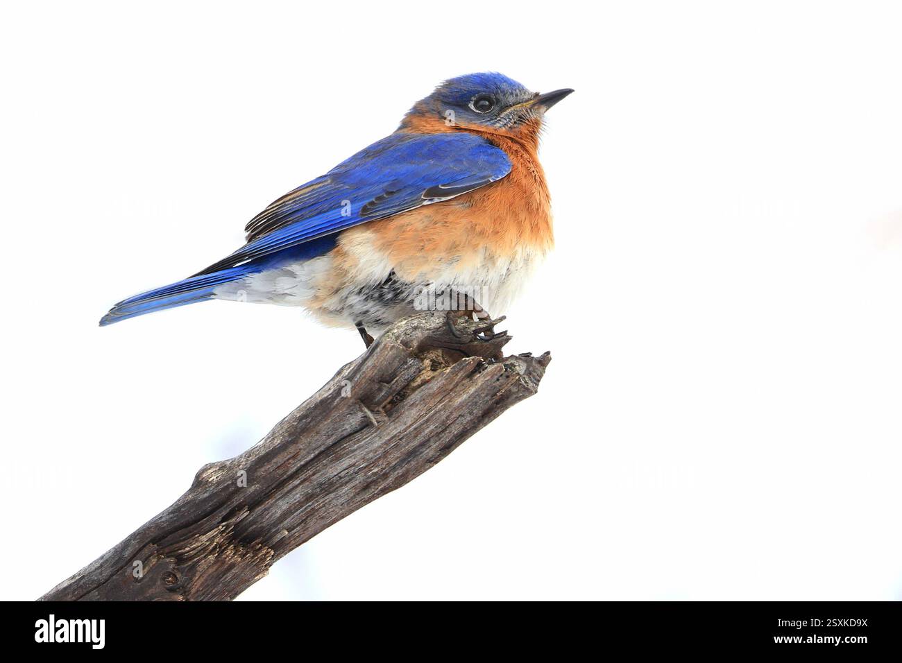 Beautiful brown bird perched on hi-res stock photography and images - Alamy