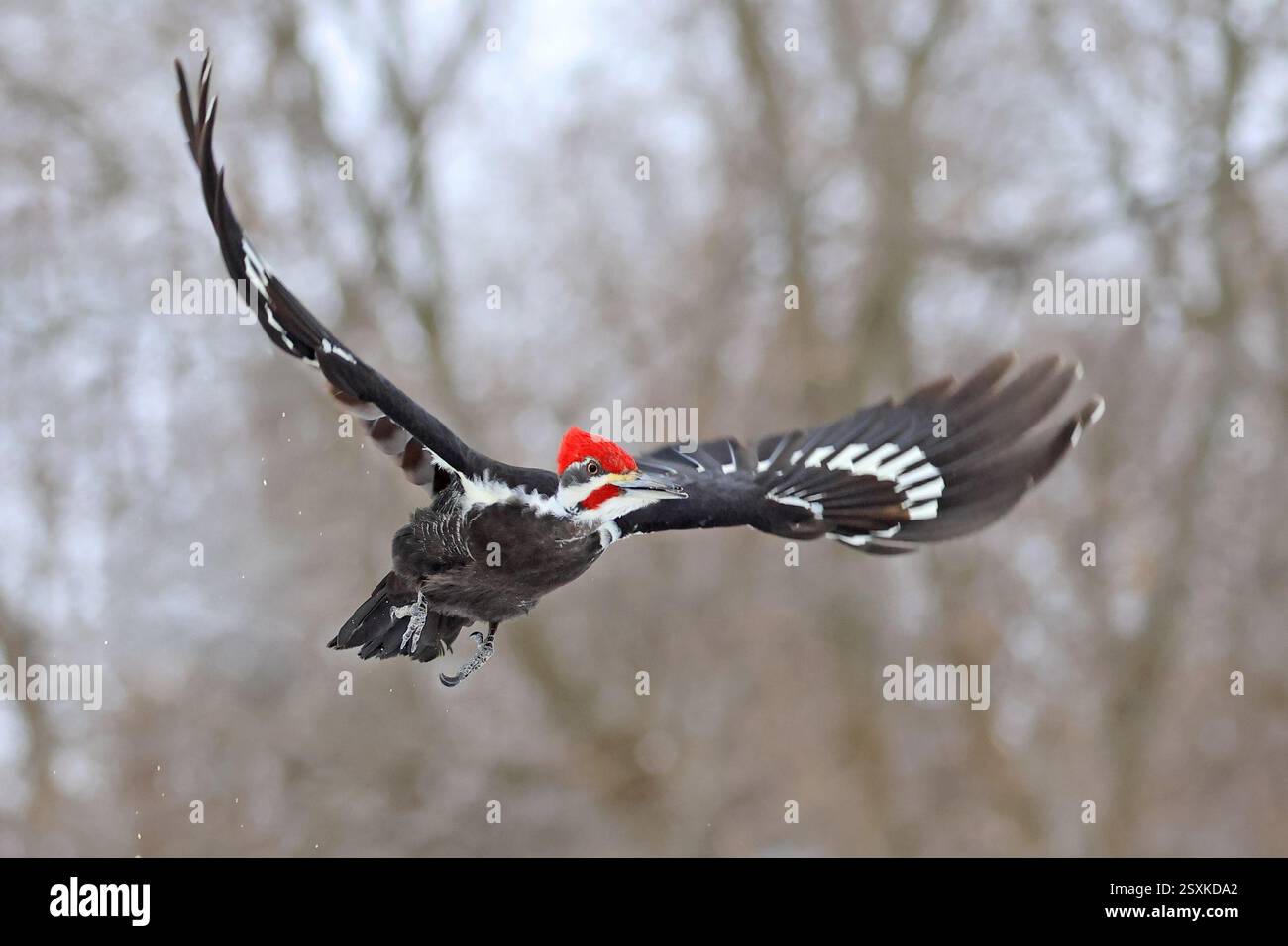 Pileated woodpecker flying in the forest, Montreal, Canada Stock Photo ...