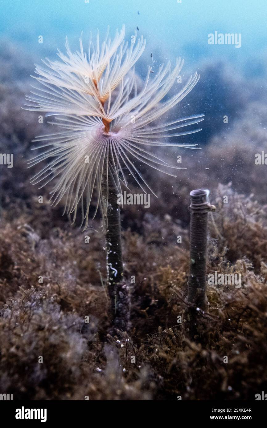 Underwater photography of a worm Spirale Tube-Worm or Sabela (Sabella ...