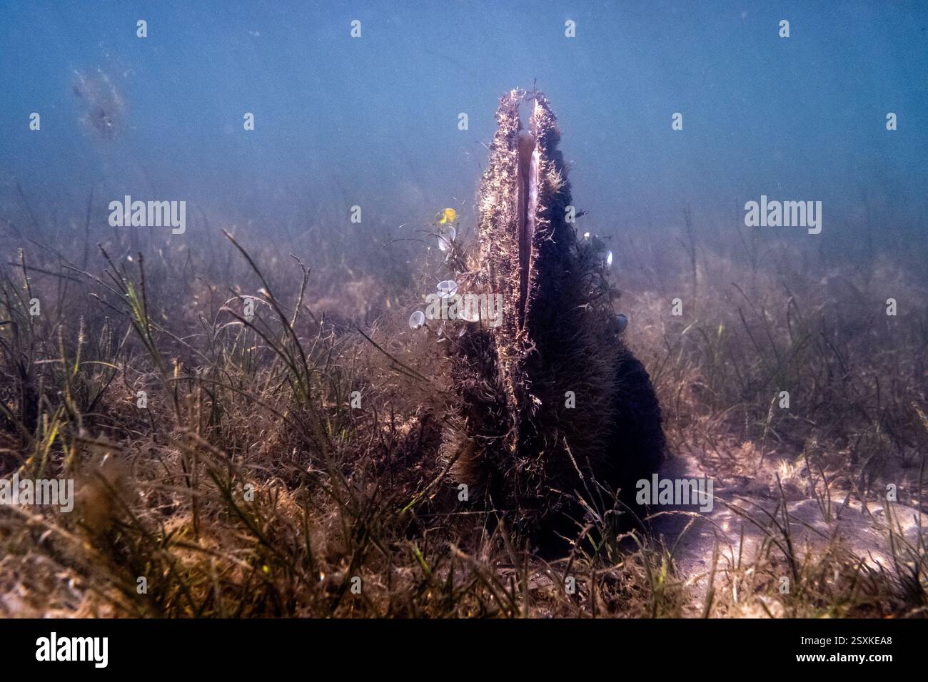 Underwater photography of a Pinna nobilis known by the common names ...