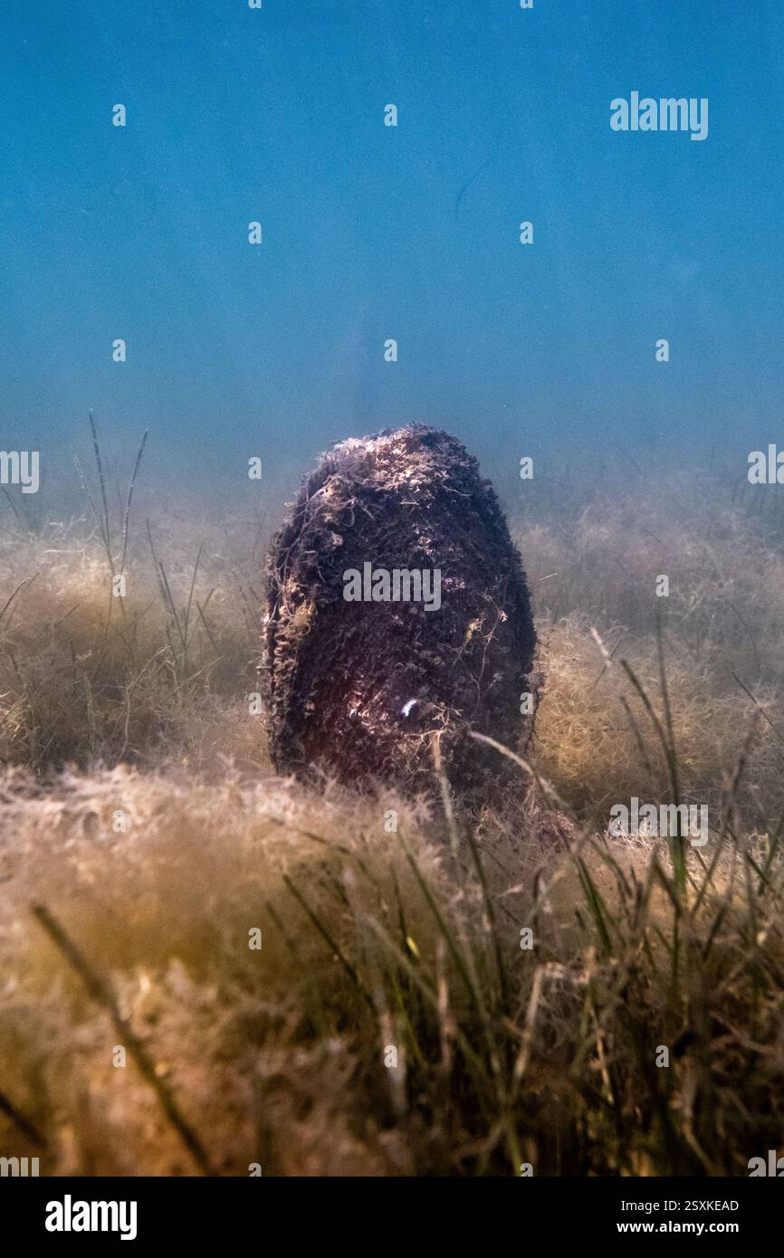 Underwater photography of a Pinna nobilis known by the common names ...