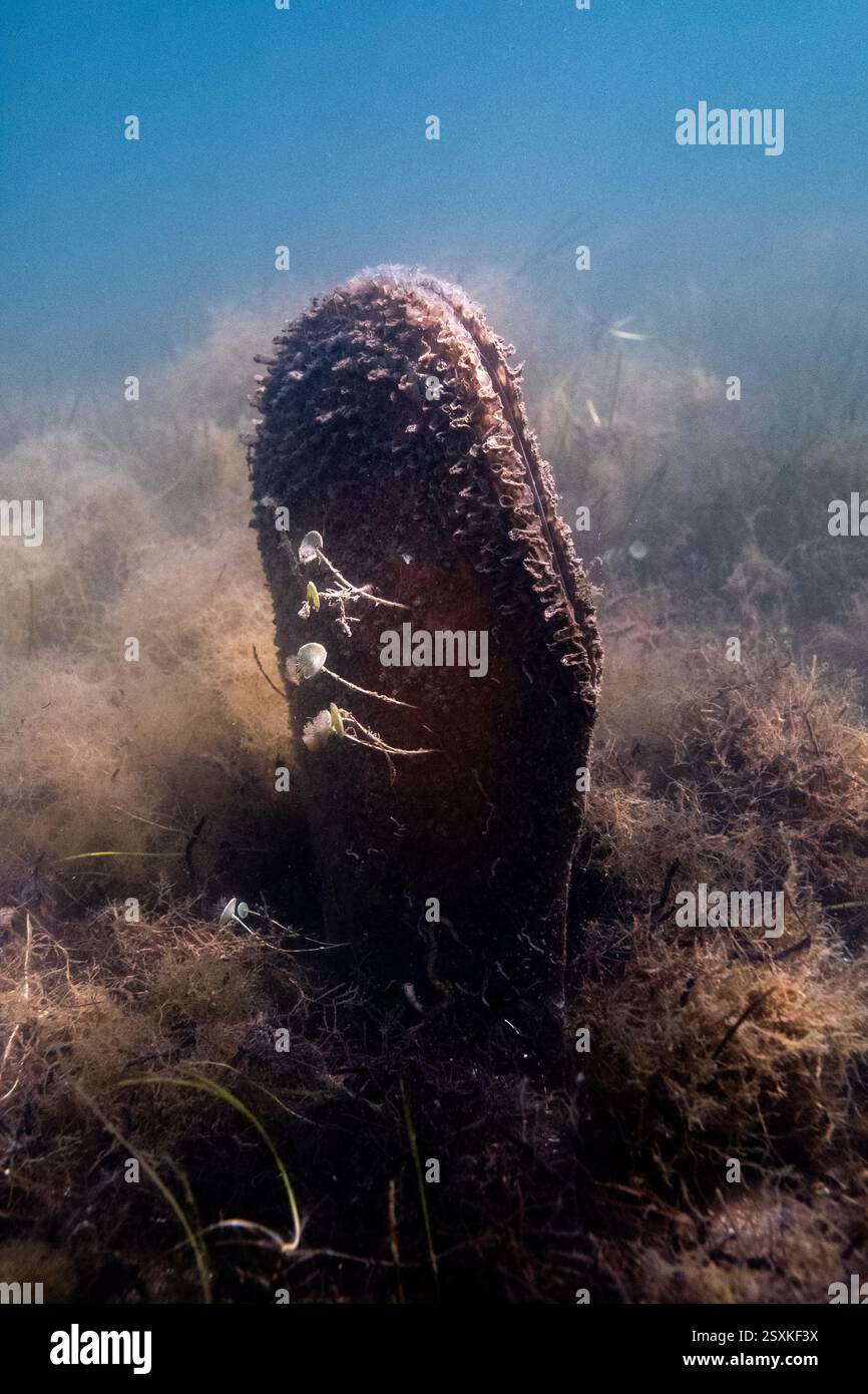 Underwater photography of a Pinna nobilis known by the common names ...
