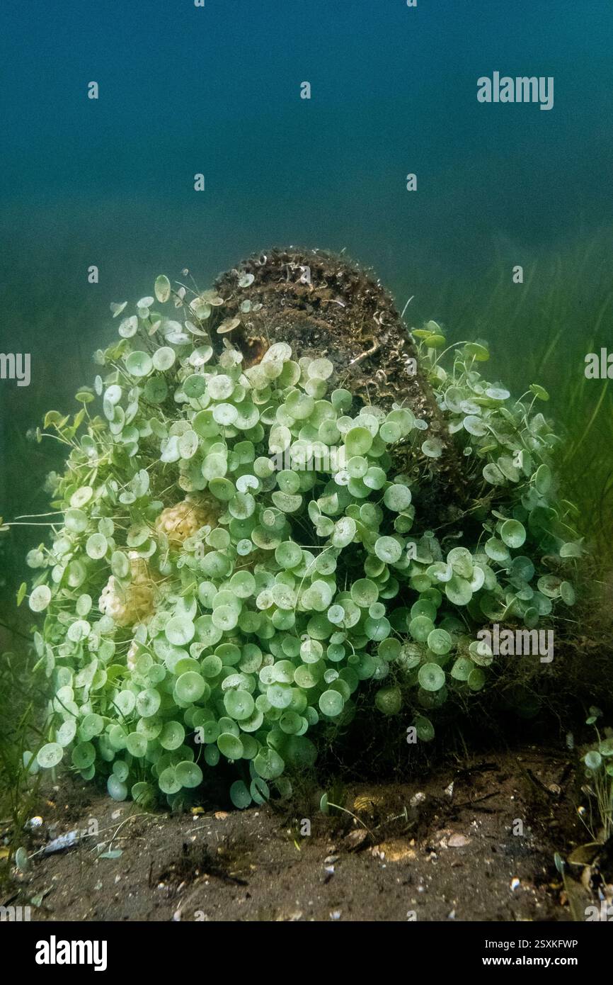 Underwater photography of a Pinna nobilis known by the common names ...