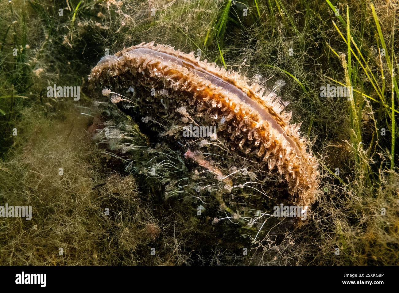 Underwater photography of a Pinna nobilis known by the common names noble pen shell and fan ...