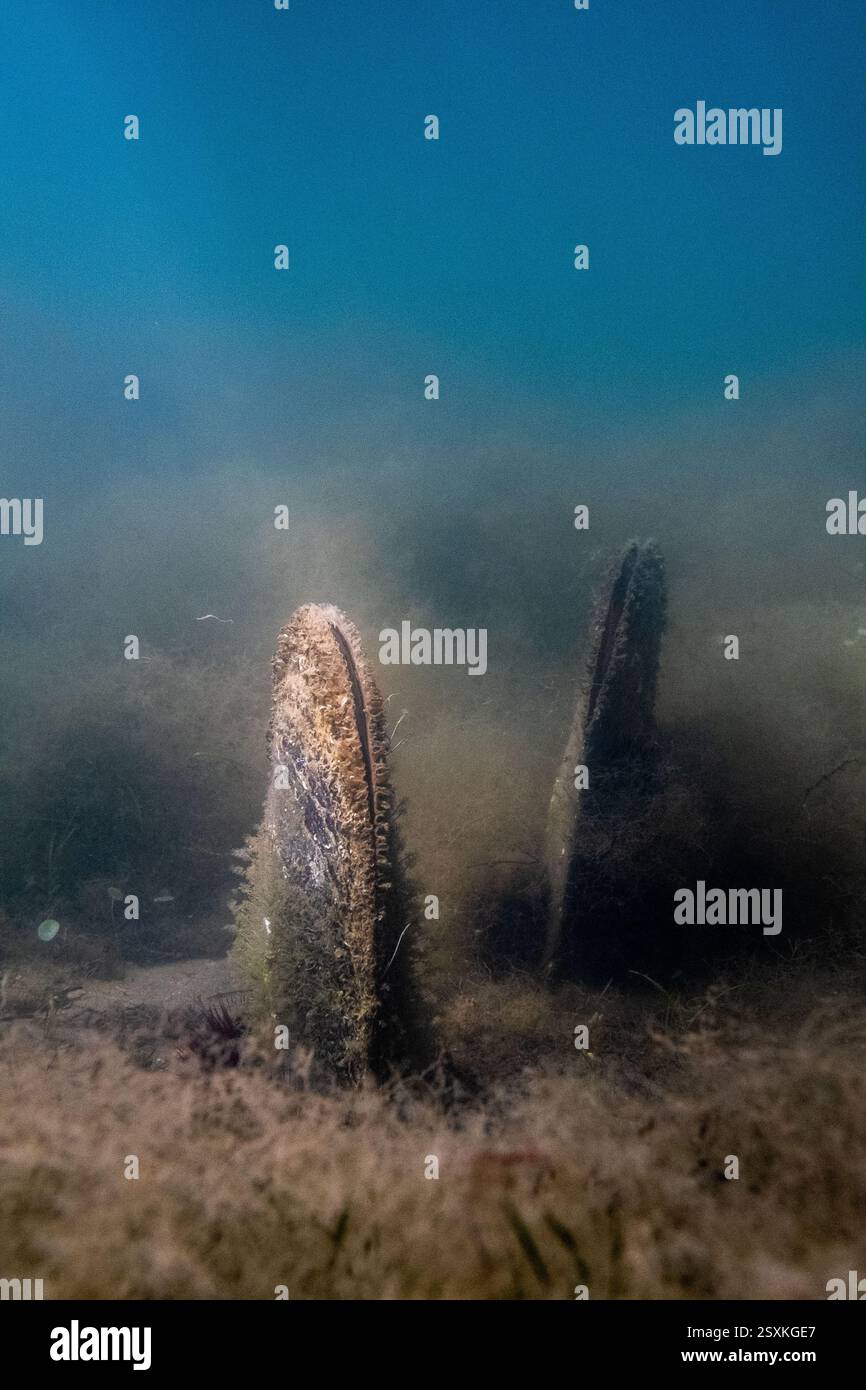 Underwater photography of a Pinna nobilis known by the common names ...
